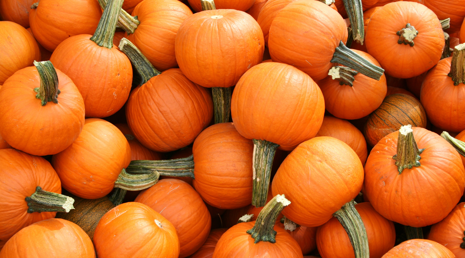 15 Things to Get You Pumped for Pumpkin Season | Farm Boy