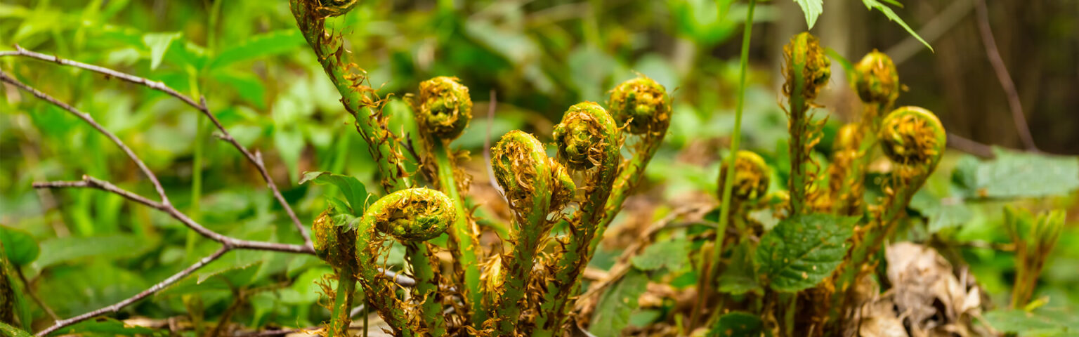 Fiddleheads: Fiddleheads: Music for a Spring Plate | Farm Boy