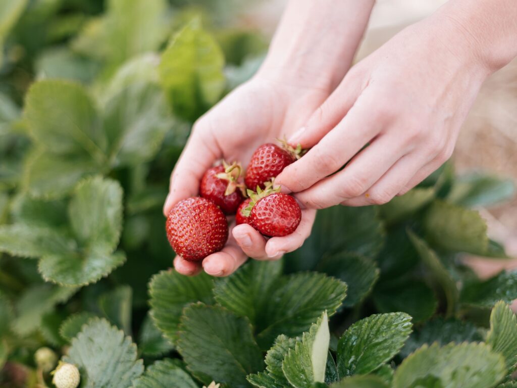 Strawberry Season in Ontario Explained | Farm Boy