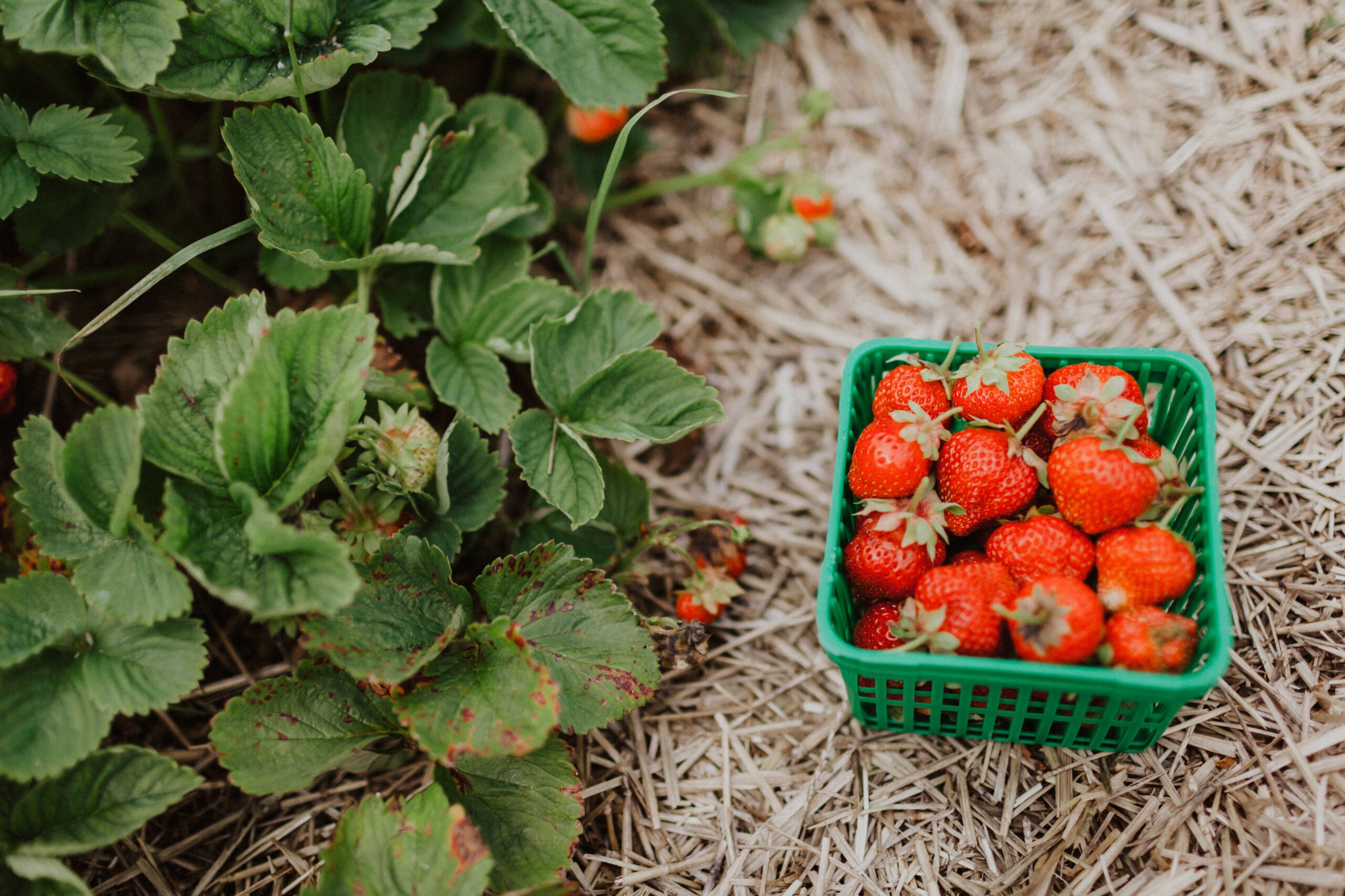 Strawberry Season in Ontario Explained | Farm Boy