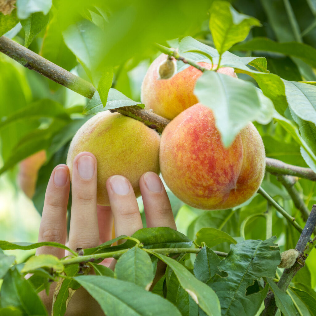 When Is Peach Season in Canada? | Farm Boy