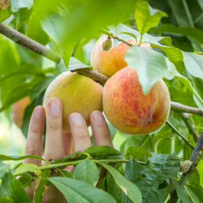 When Is Peach Season in Canada? | Farm Boy