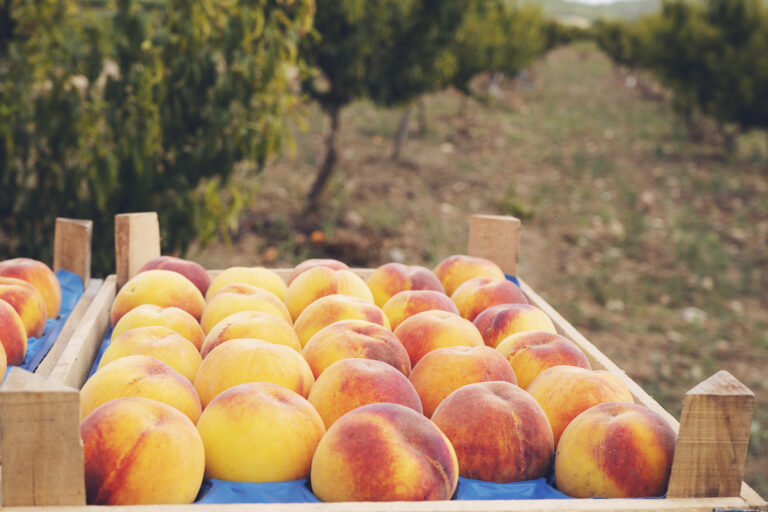 When Is Peach Season in Canada? | Farm Boy