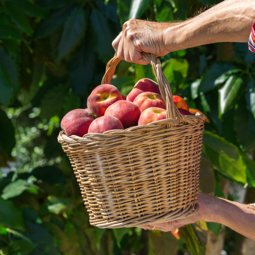 When Is Peach Season in Canada? | Farm Boy