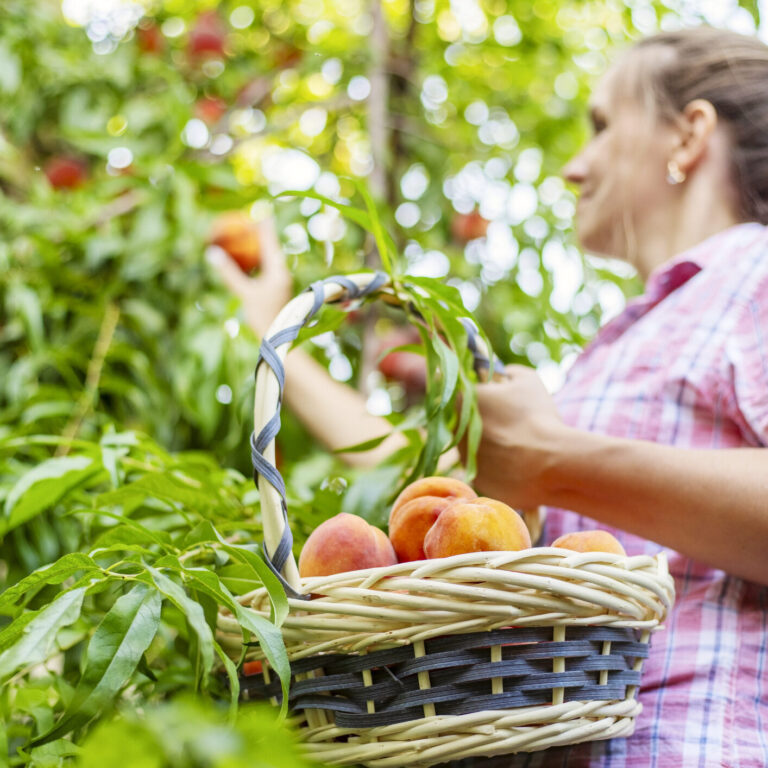 When Is Peach Season in Canada? | Farm Boy
