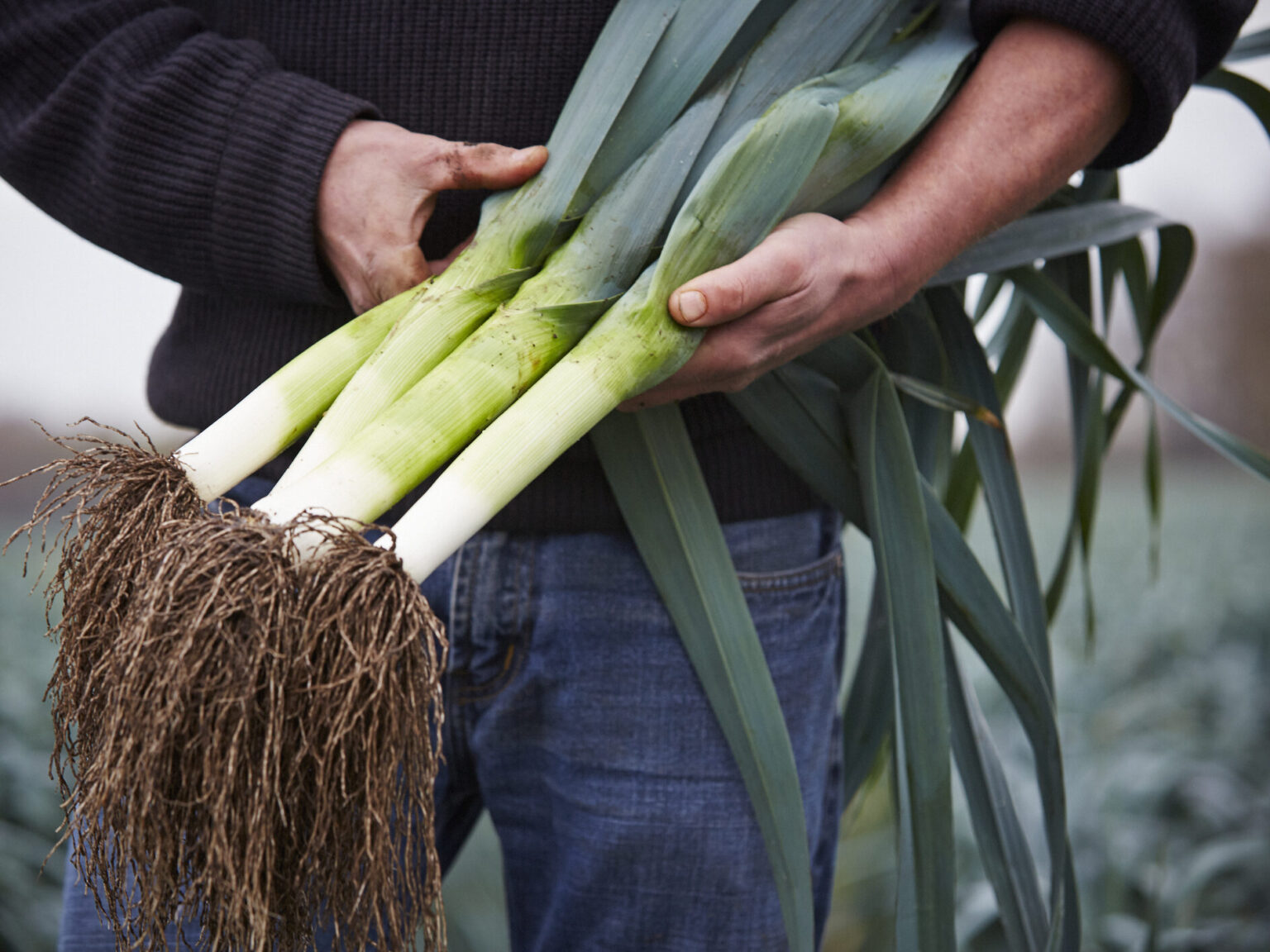 What's Growin' Canada? Leeks
