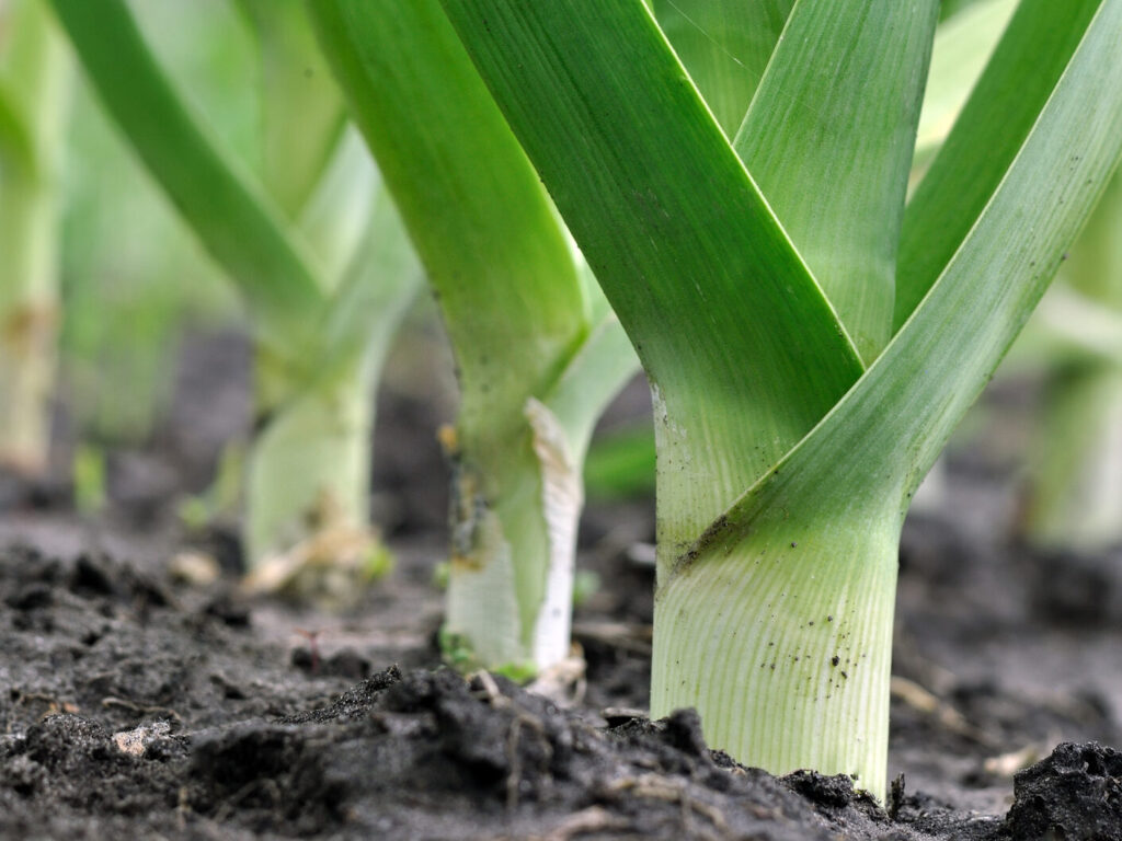 What Are Leeks? Guide to This Veg | Farm Boy