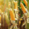 When Is Corn Season in Canada? | Farm Boy