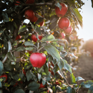 When Is Apple Season in Canada? | Farm Boy