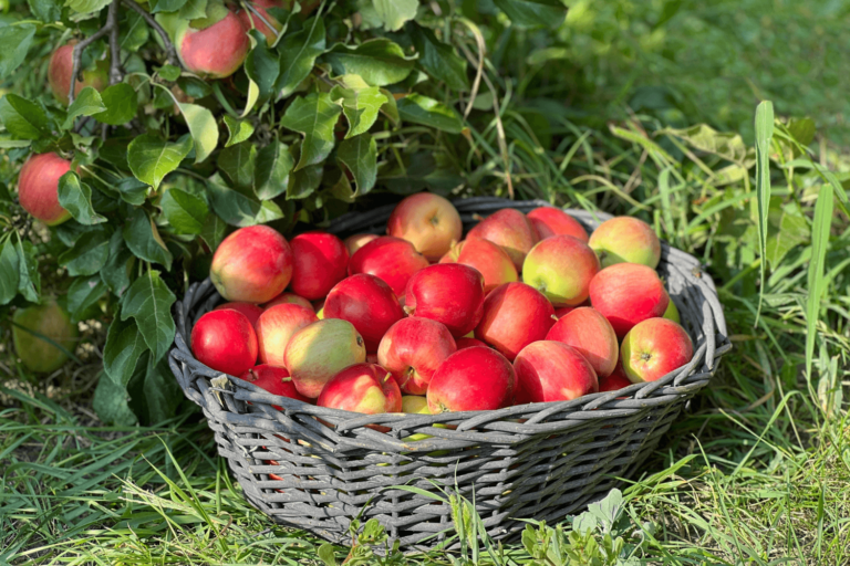 When Is Apple Season in Canada? | Farm Boy