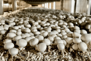 All About Mushrooms | Farm Boy