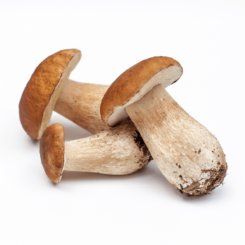 All About Mushrooms | Farm Boy