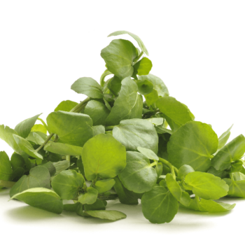 Farm Boy's Guide to: Lettuces and Salad Greens | Farm Boy