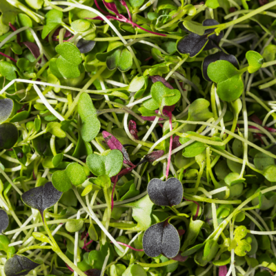 Farm Boy's Guide to: Lettuces and Salad Greens | Farm Boy