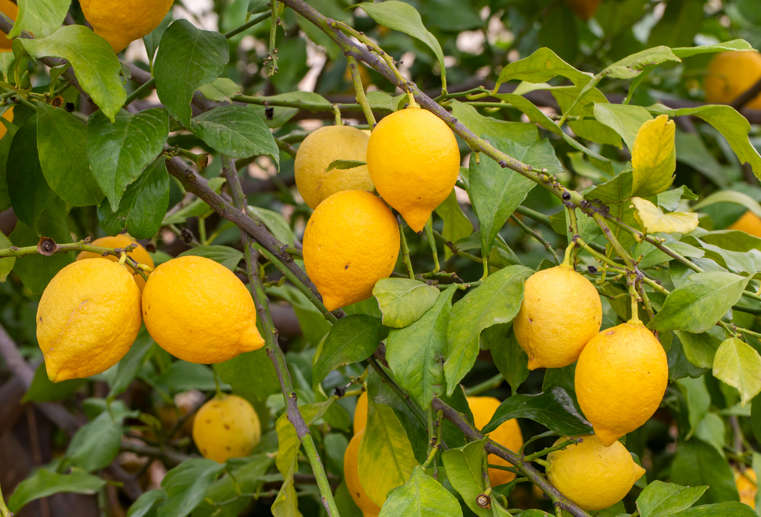 When Life Gives You Lemons: Products & Recipes | Farm Boy