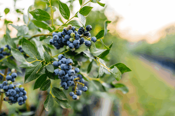Blueberry Season in Canada | Farm Boy