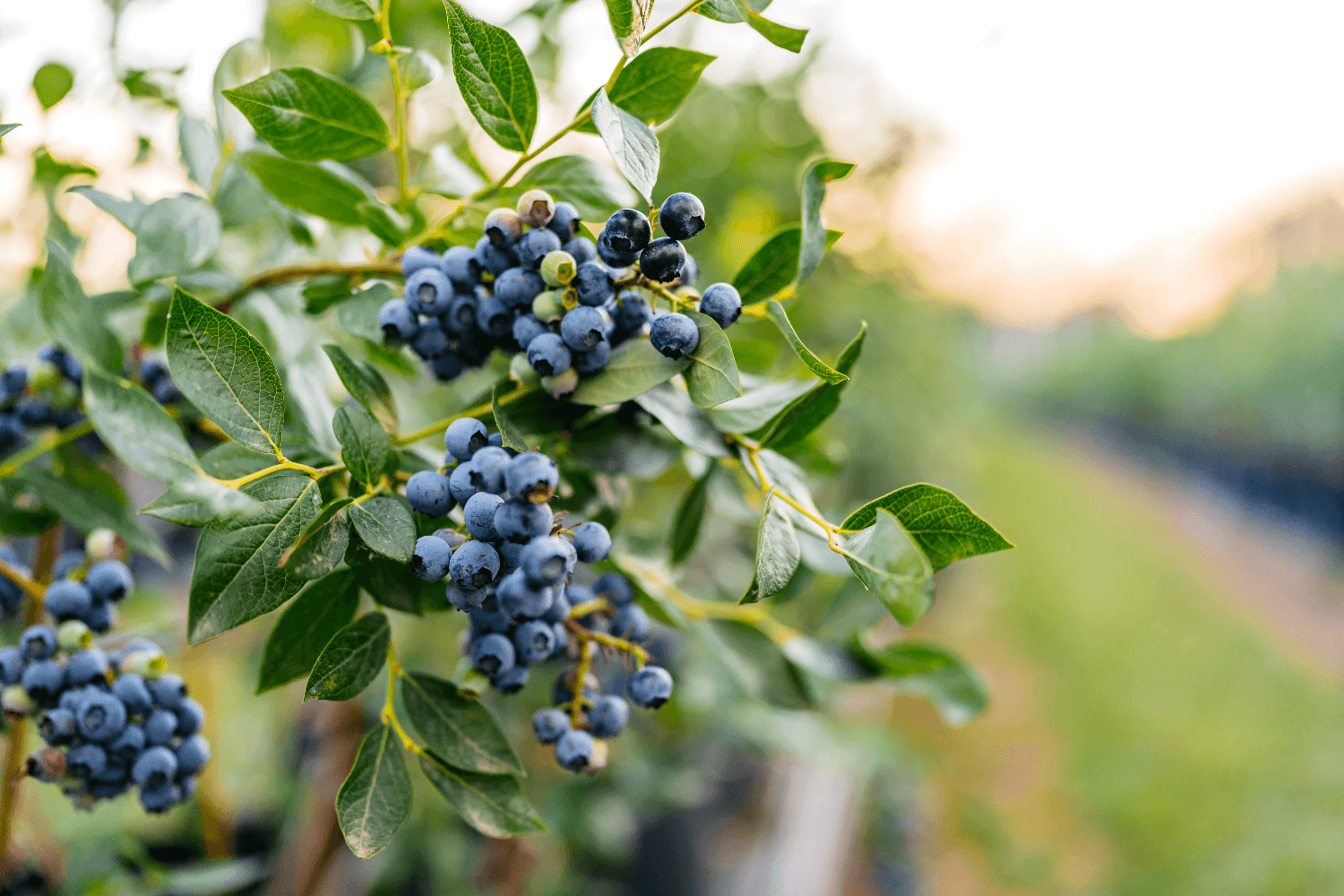 Blueberry Season in Canada | Farm Boy