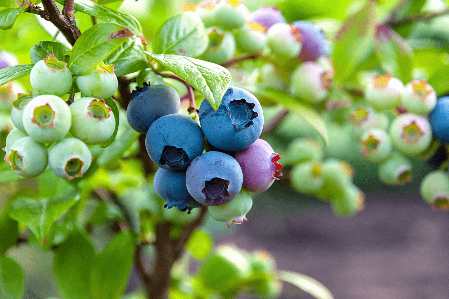Blueberry Season in Canada | Farm Boy