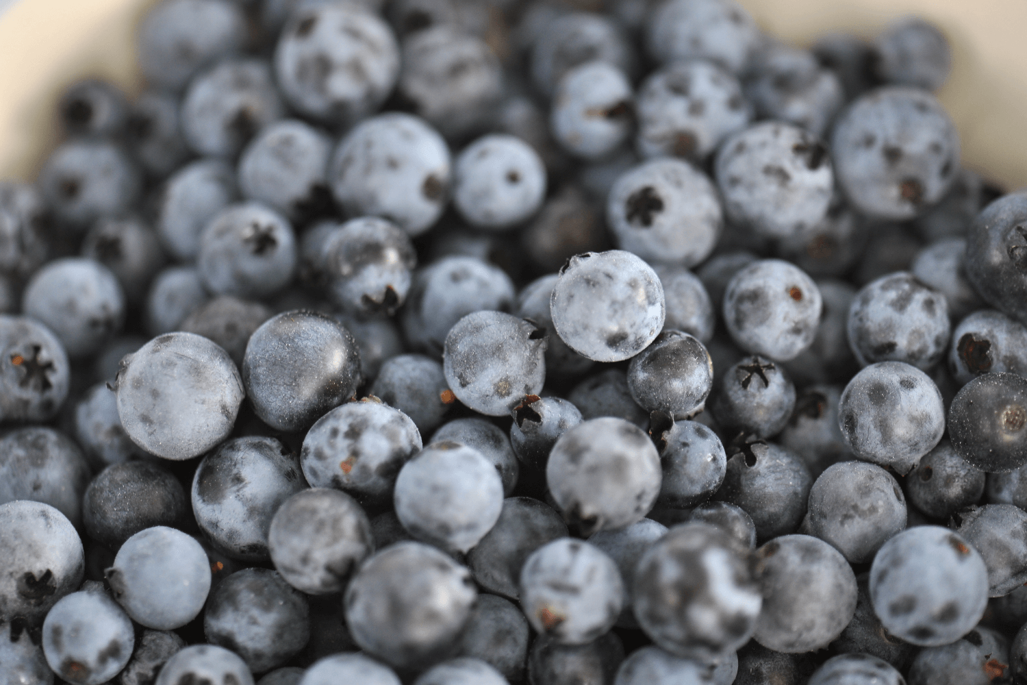 Blueberry Season in Canada | Farm Boy